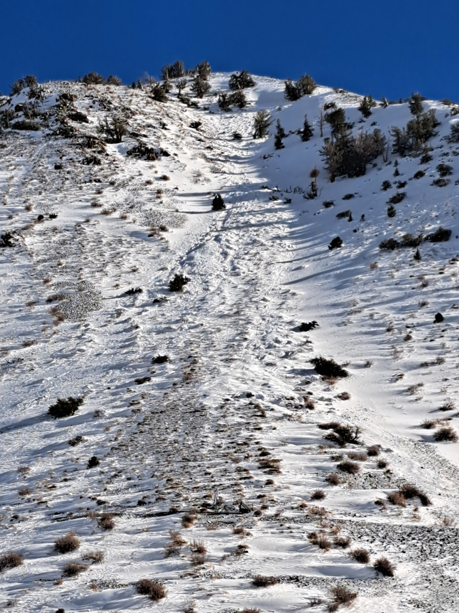 Eastern Sierra Avalanche Center » Public Observation